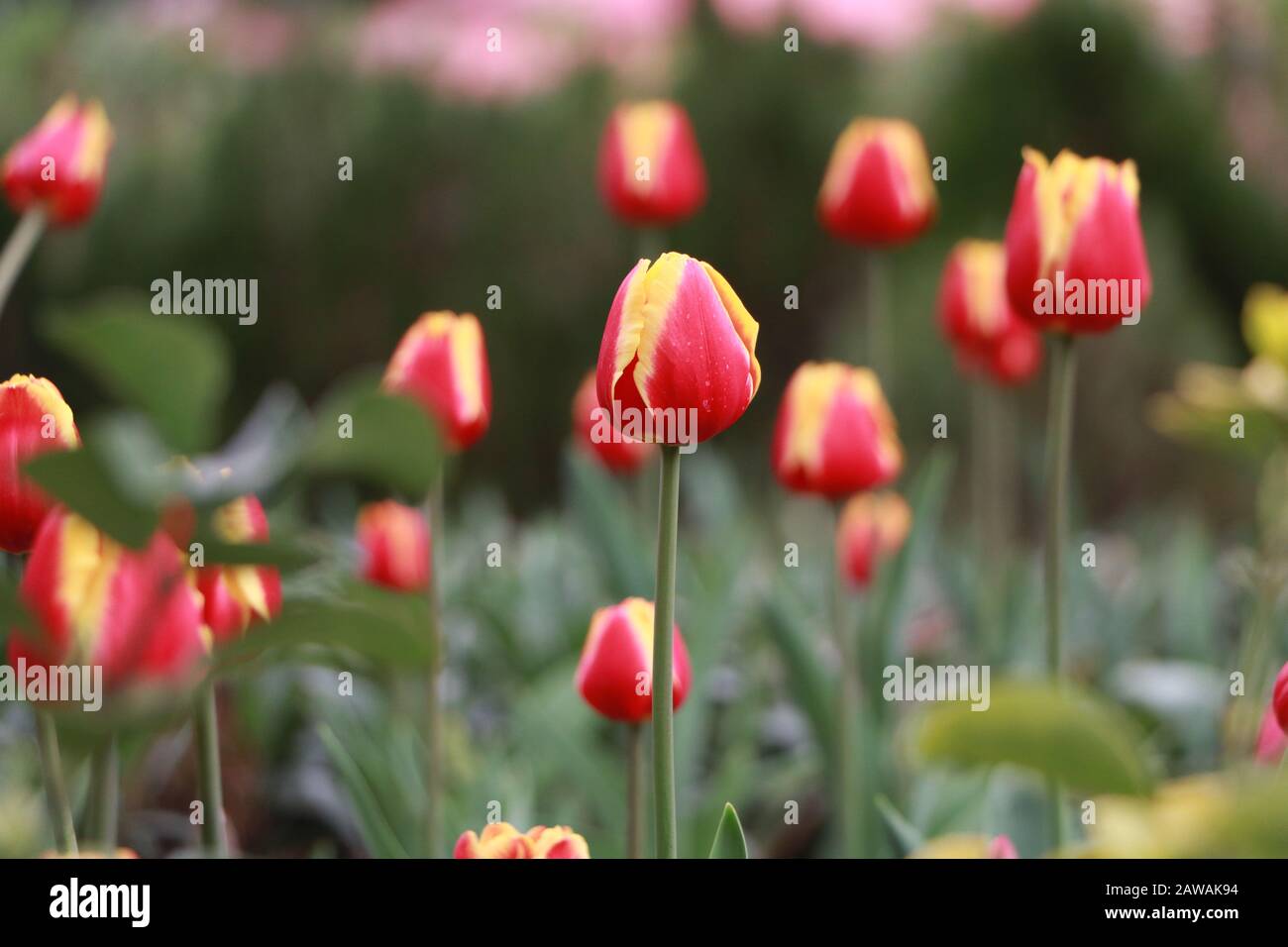 Focused flower hi-res stock photography and images - Alamy