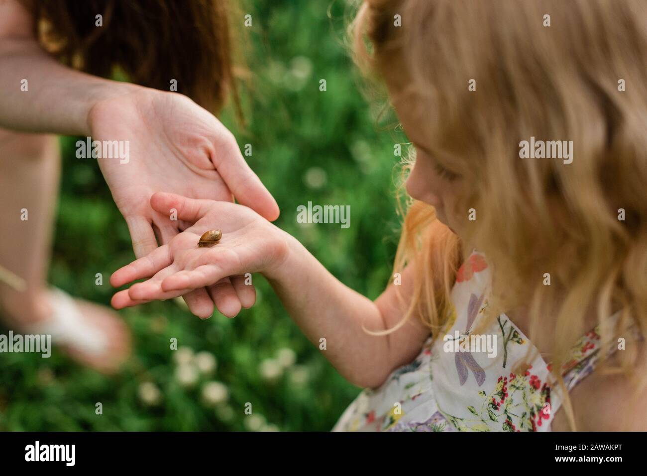 Little snails hi-res stock photography and images - Alamy