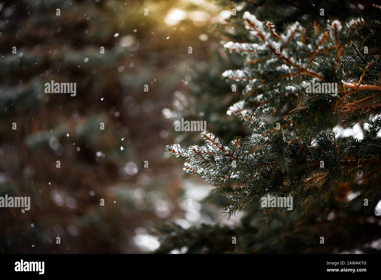 snow falling on pine trees outside in the woods Stock Photo - Alamy