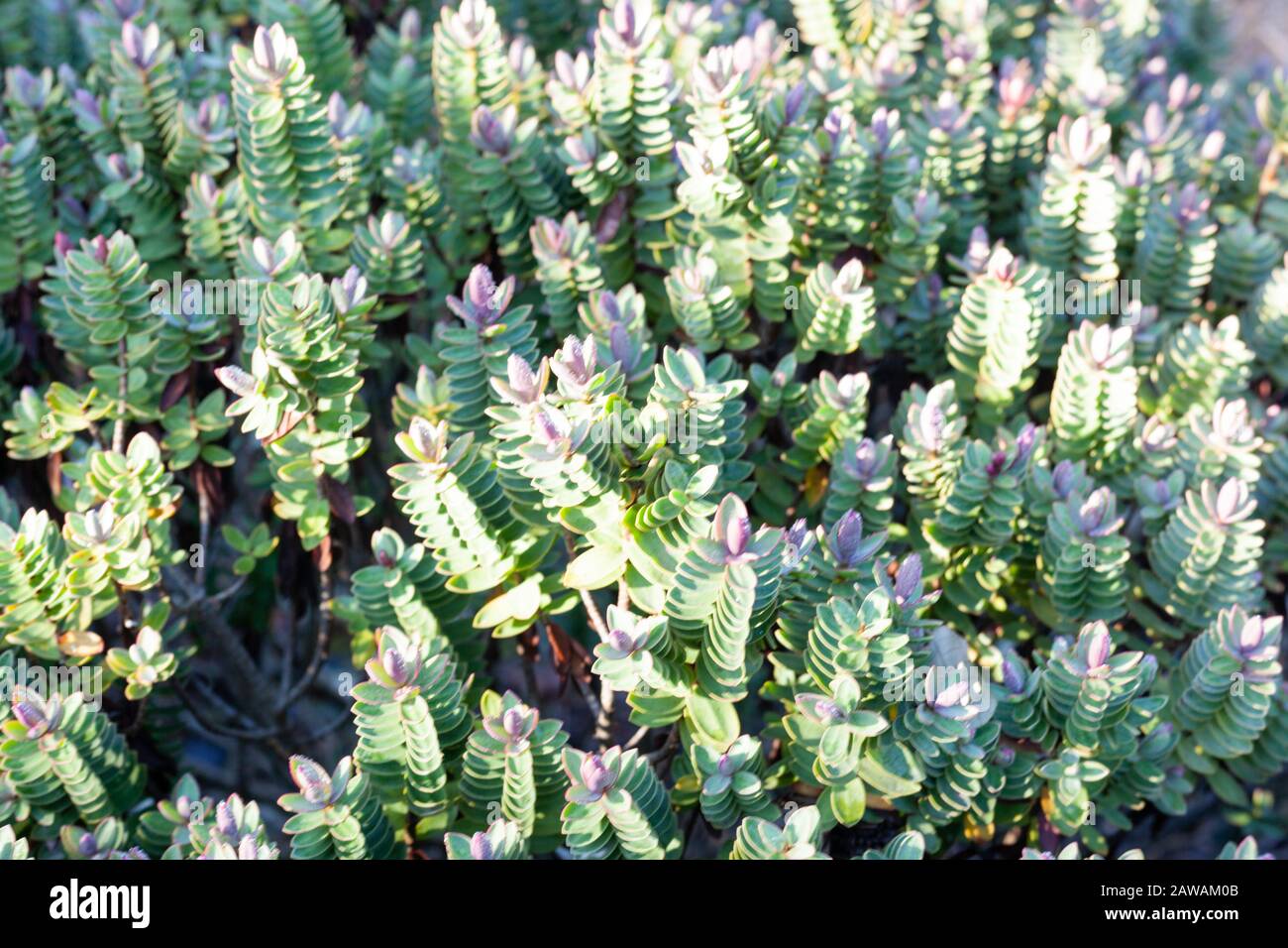 Hebe hebes hi-res stock photography and images - Alamy