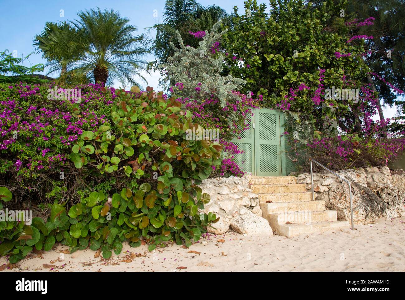 Bougainvillea Flowers and Vegetation along the Beach in Holetown ...