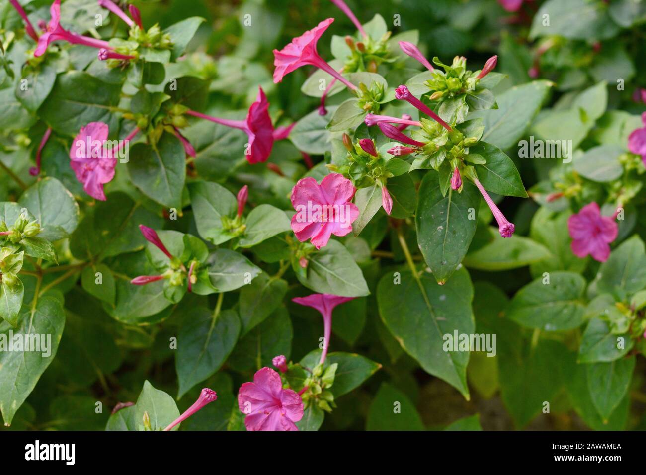 Red four o'clock flower (Mirabilis Jalapa) macro shot. Mirabilis jalapa ...