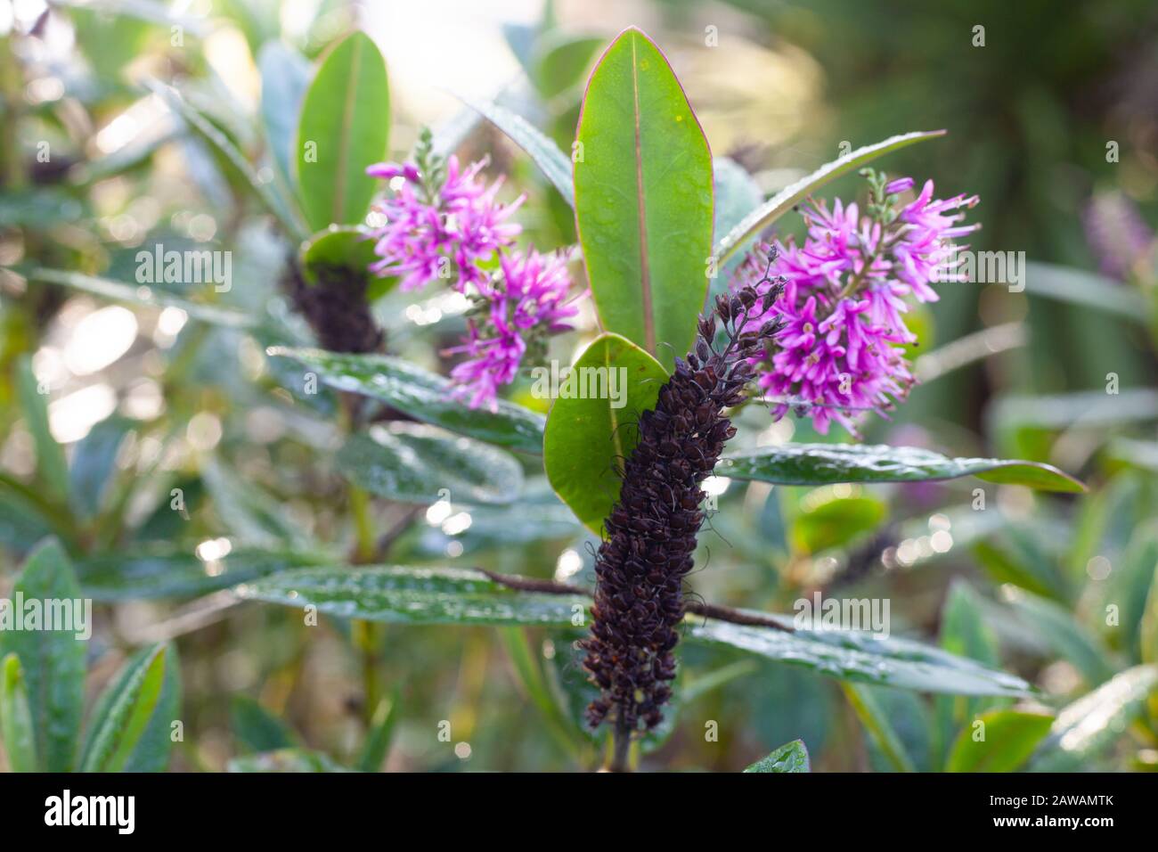 The Garden in Winter - The lilac-purple tones of Hebe foliage ‘Mrs ...