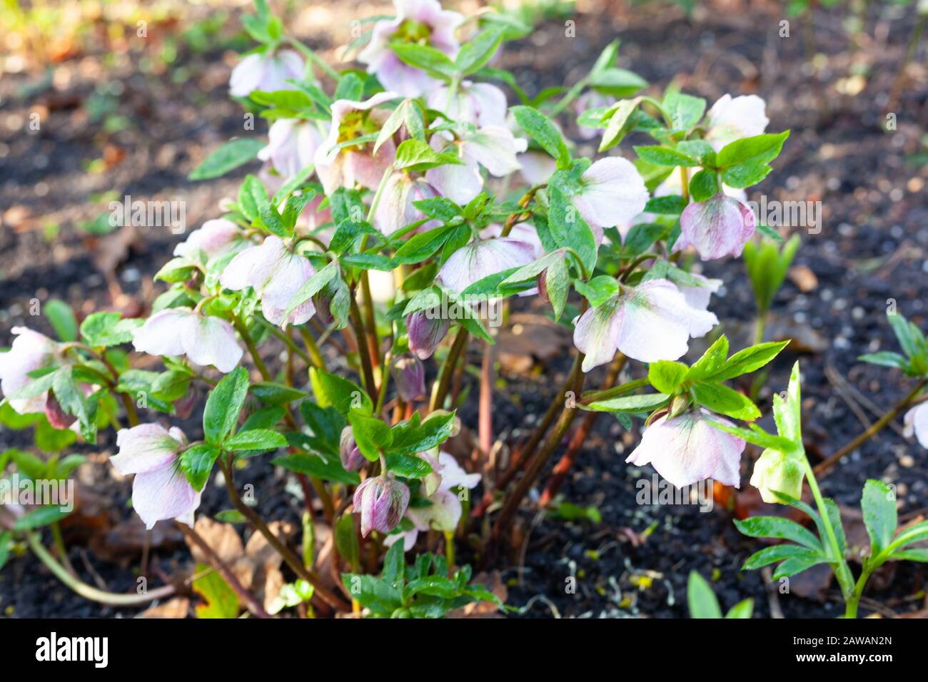 Lenten Roses High Resolution Stock Photography and Images - Alamy