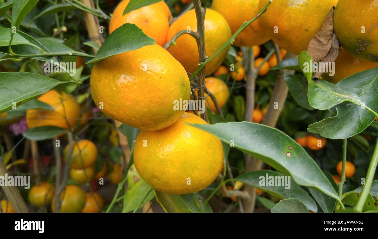 Oranges hanging from a fruit tree Stock Photo - Alamy