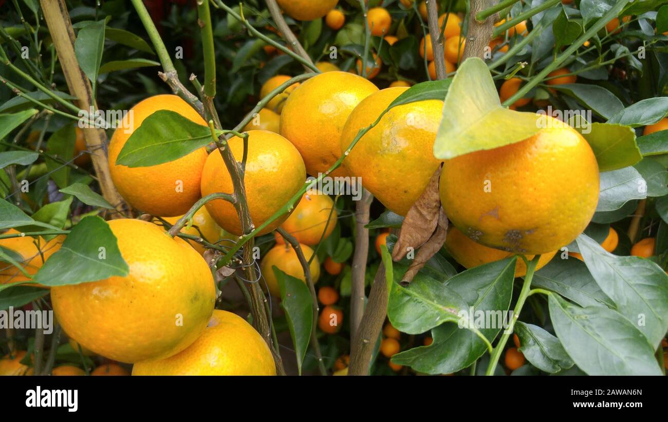 Oranges hanging from a fruit tree Stock Photo - Alamy