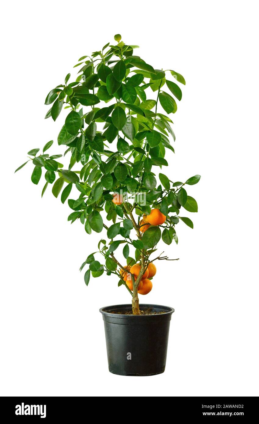 Citrus mandarin green growing Cut Out Stock Images & Pictures - Alamy