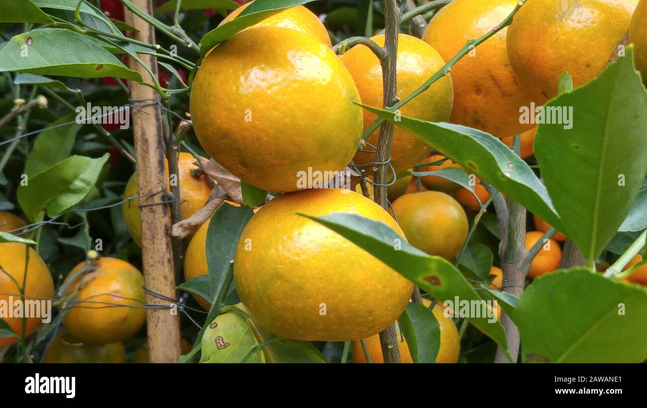 Oranges hanging from a fruit tree Stock Photo - Alamy