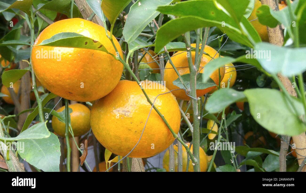 Oranges hanging from a fruit tree Stock Photo - Alamy