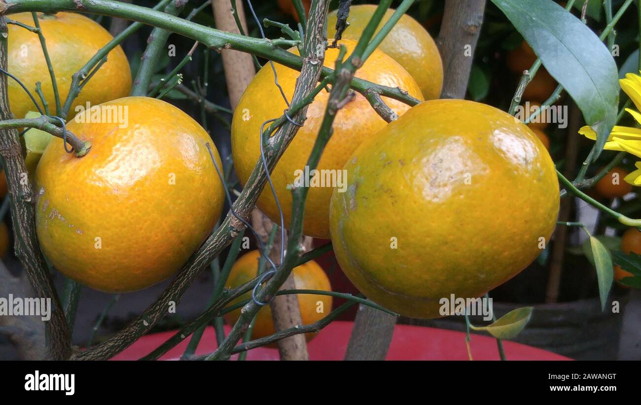Oranges hanging from a fruit tree Stock Photo - Alamy