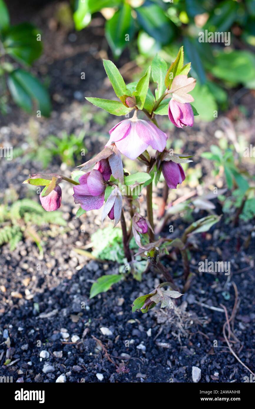 ‎UK Gardens - A Cluster of purple-pink Hellebores (Helleborus x ...