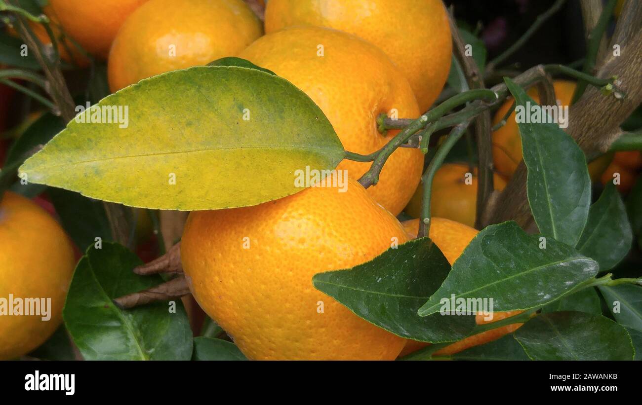 Oranges hanging from a fruit tree Stock Photo - Alamy