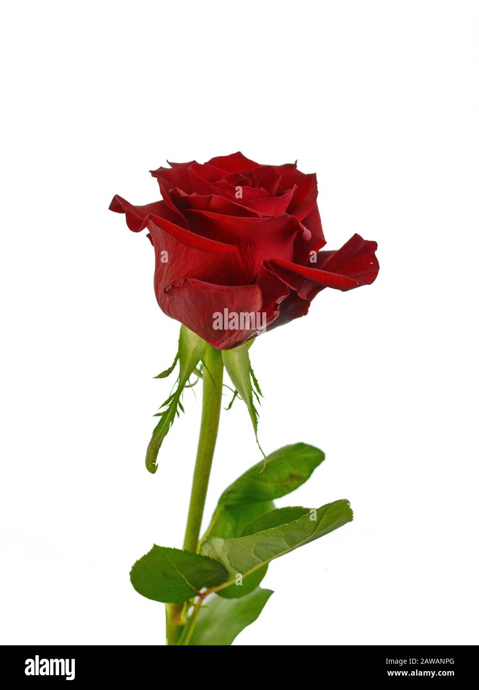 Red rose isolated on white background Stock Photo - Alamy
