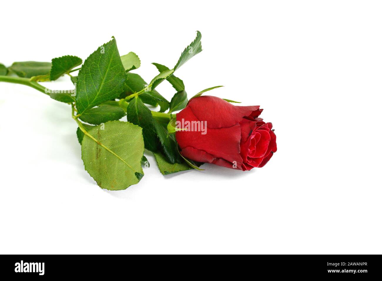 Red rose isolated on white background Stock Photo - Alamy