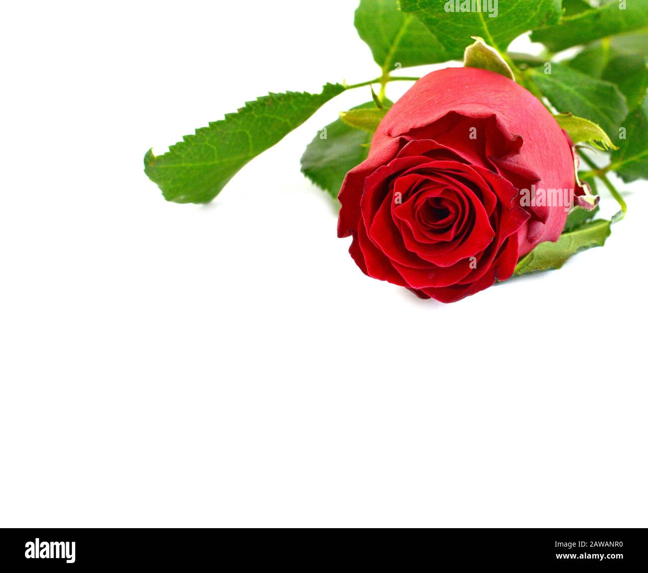 Red rose isolated on white background Stock Photo - Alamy