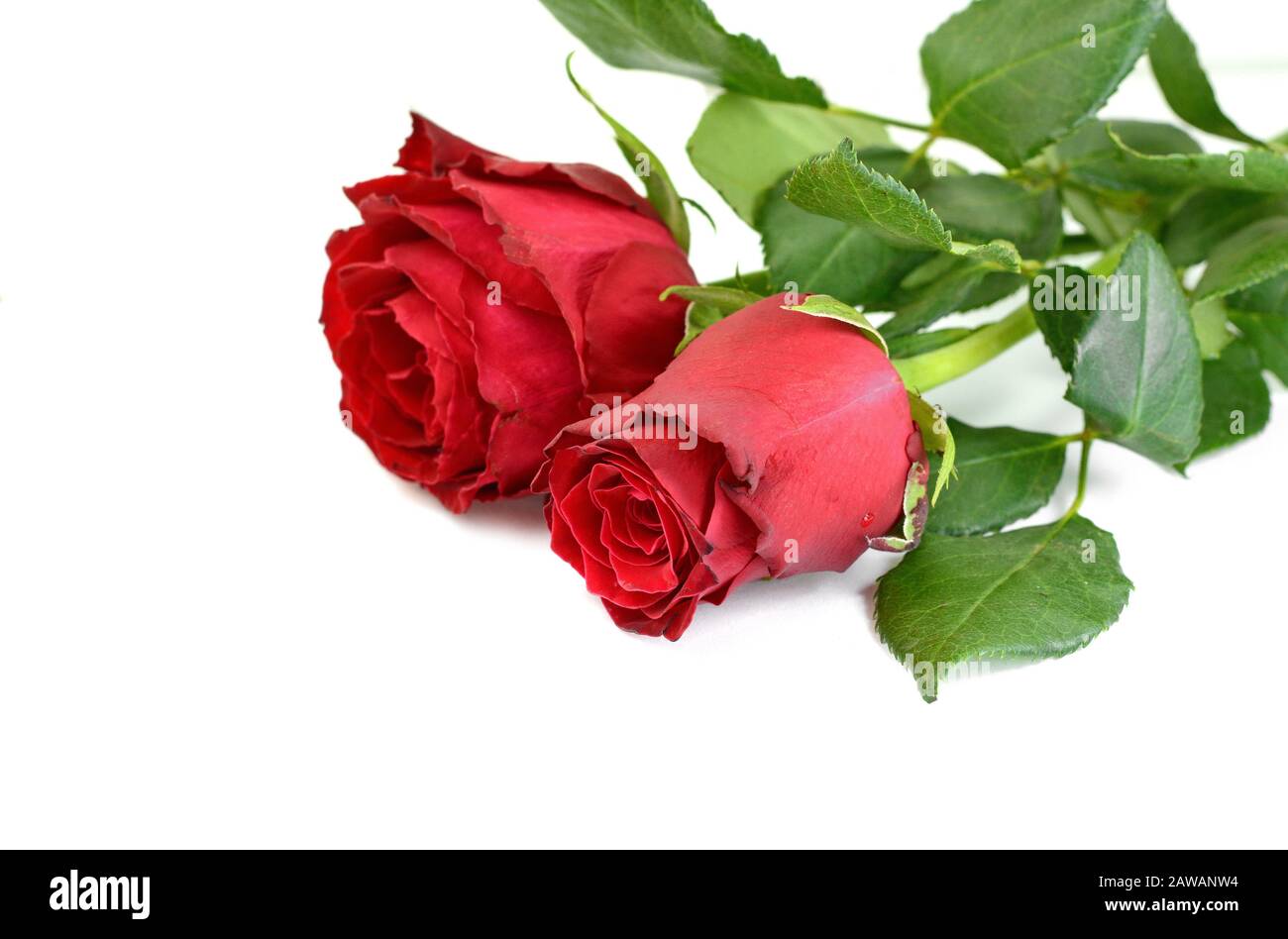Red rose isolated on white background Stock Photo - Alamy