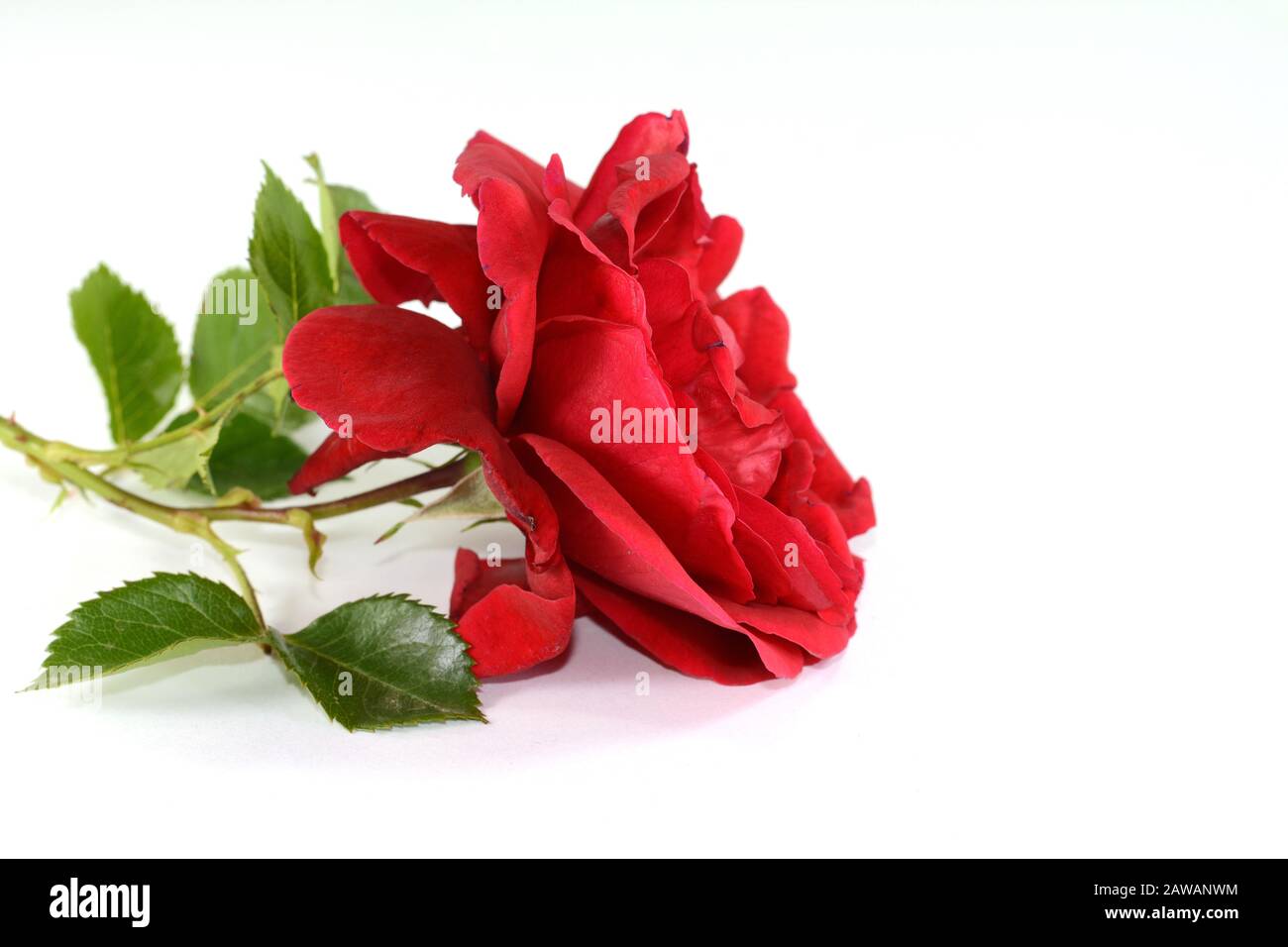 Red rose isolated on white background Stock Photo - Alamy