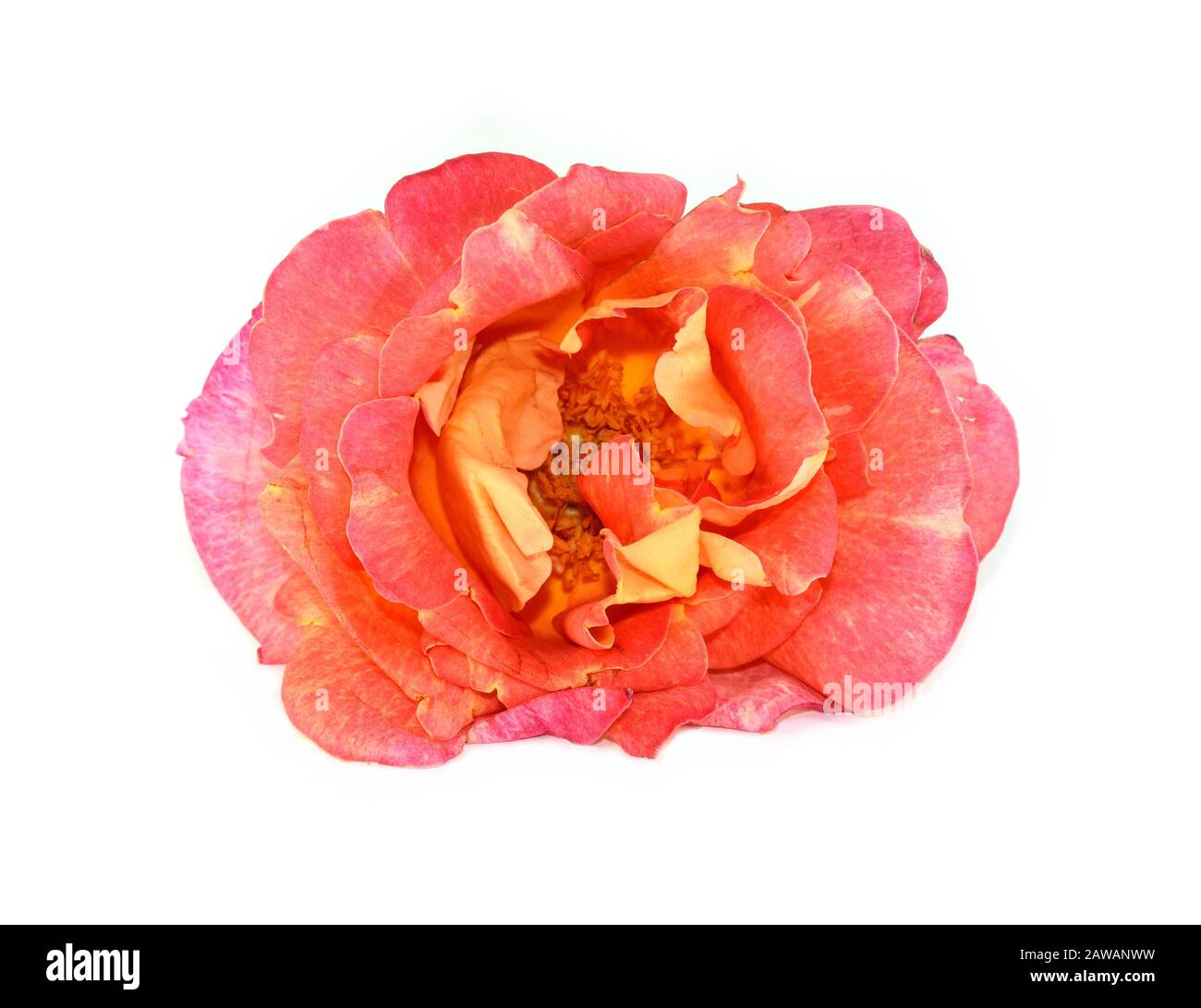 Red rose isolated on white background Stock Photo - Alamy