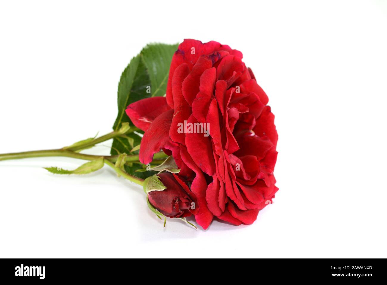 Red rose isolated on white background Stock Photo - Alamy