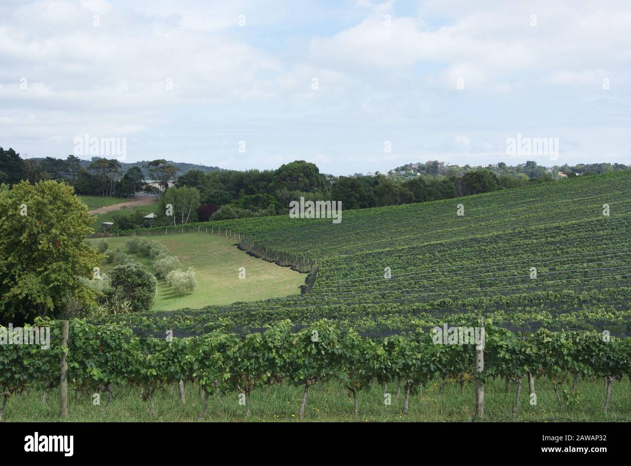 Vineyard on a hill Stock Photo - Alamy