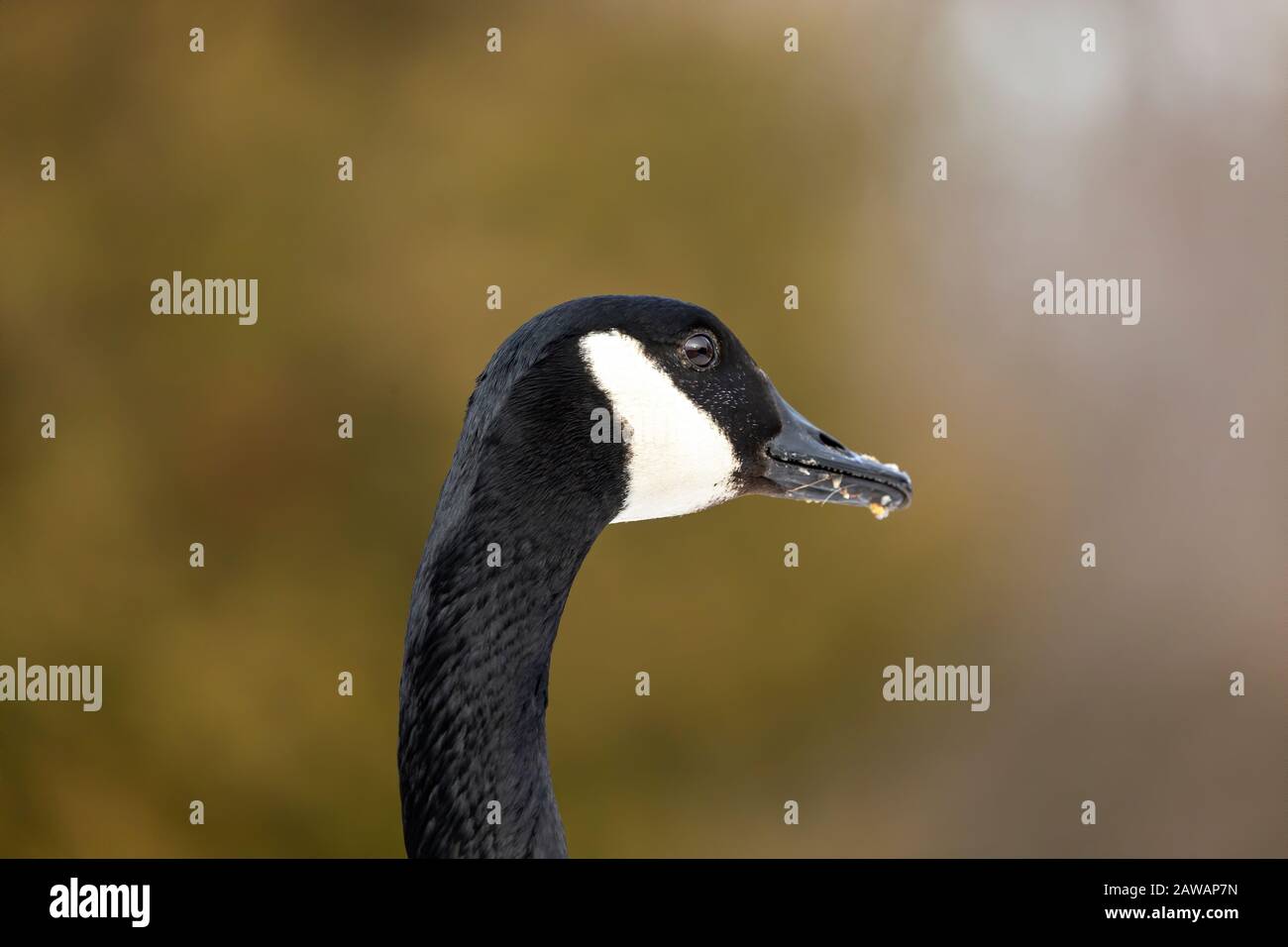 Canada goose, head detail. Scene from Wisconsin state conservation area ...