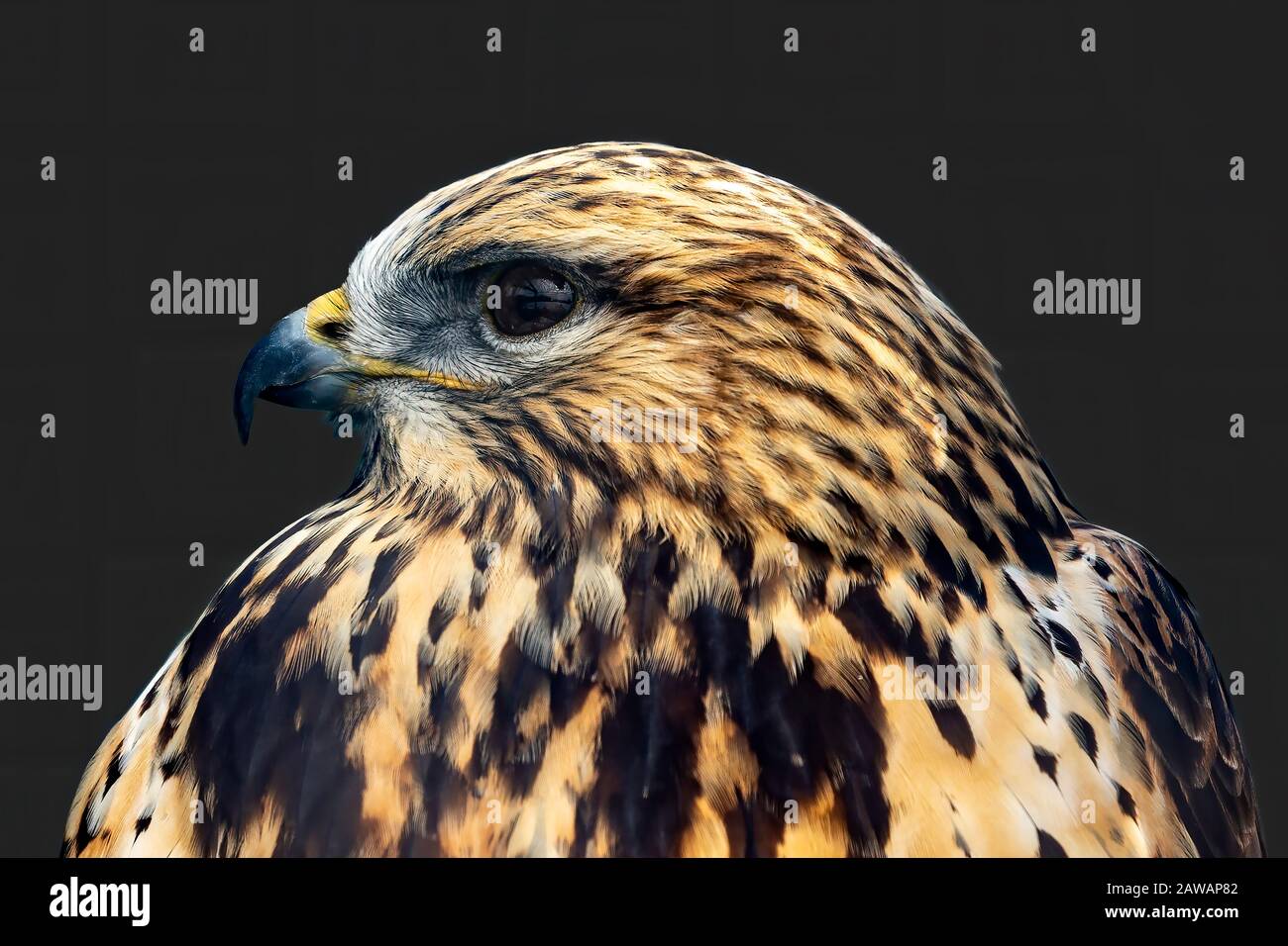 Rough Legged Hawk High Resolution Stock Photography and Images - Alamy