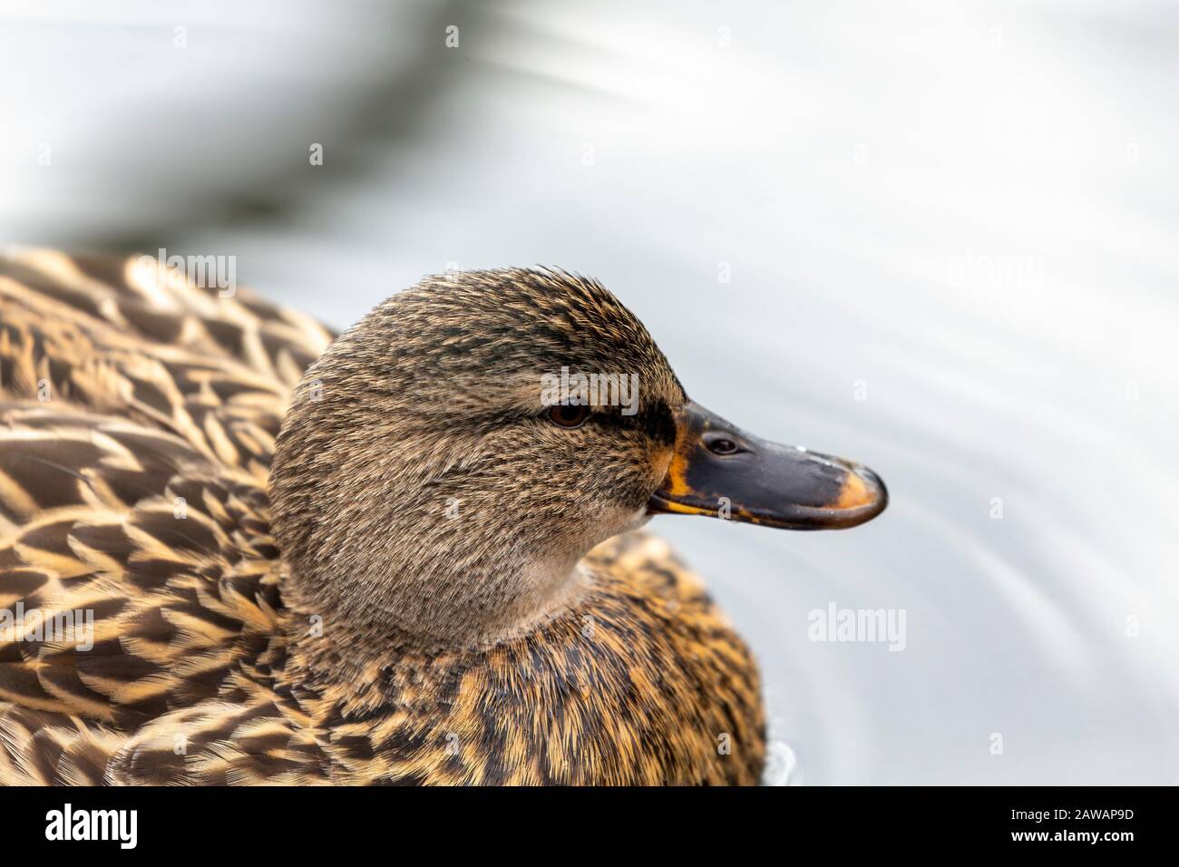 Mallard Park High Resolution Stock Photography and Images - Alamy