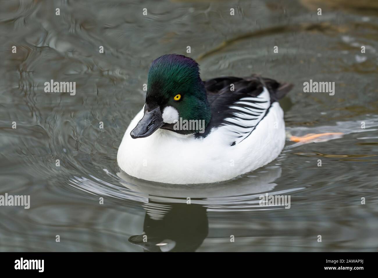 Duck. Male common goldeneye . Medium-sized duck from northern Canada ...