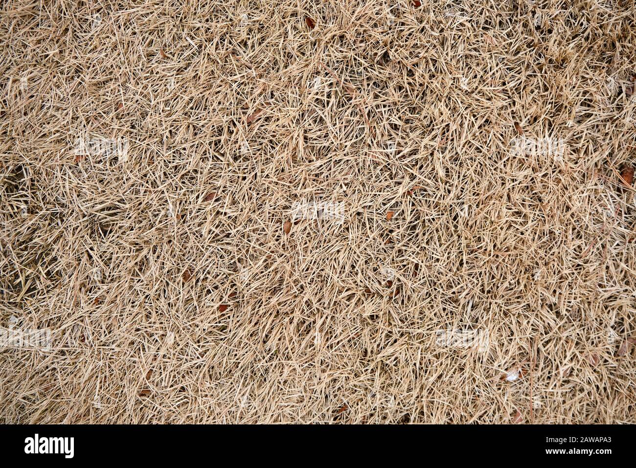 Dry Dead Grass Background Texture Stock Photo - Alamy