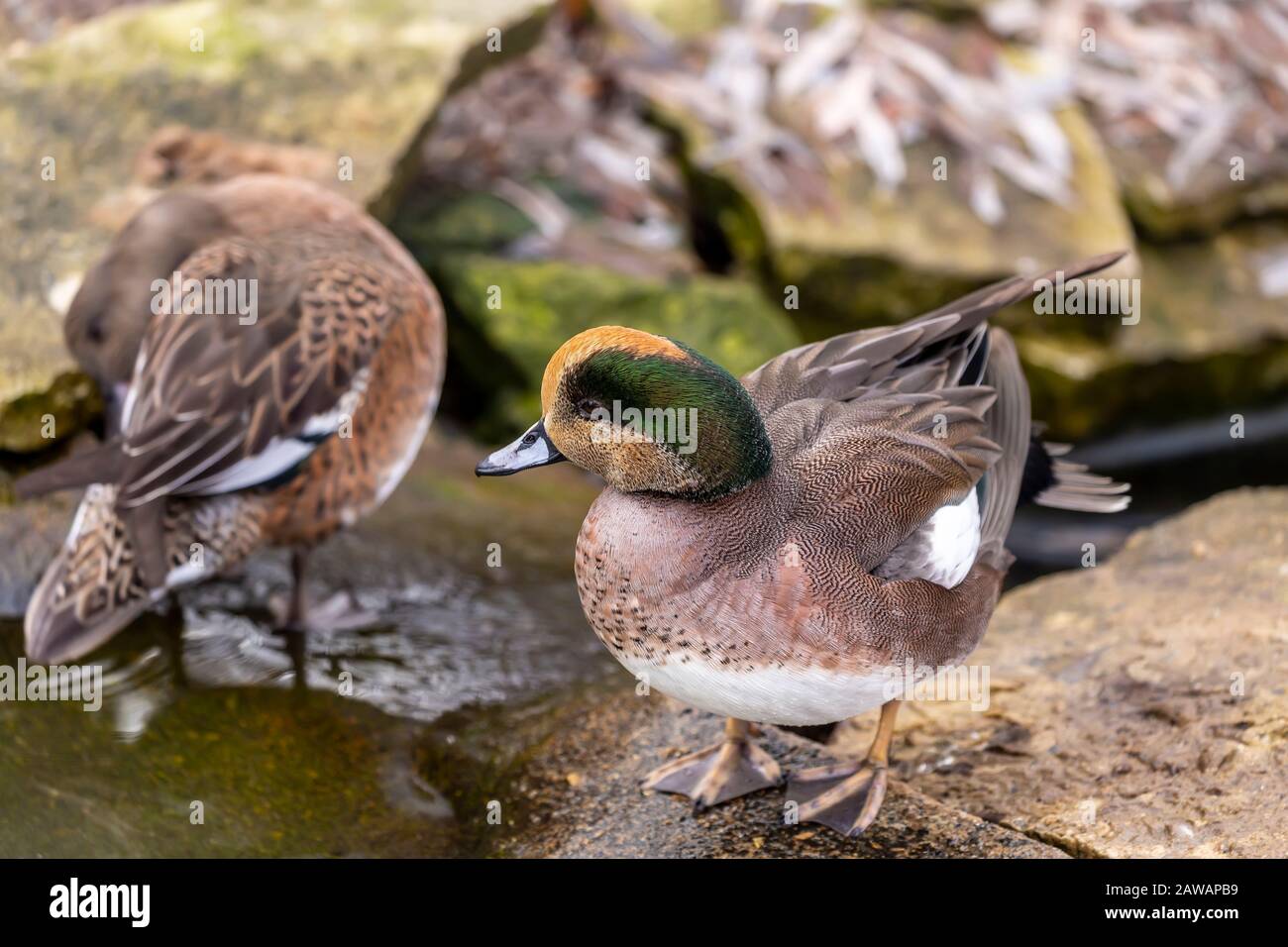 Americam wigeon. North American duck (Mareca americana), also called a ...
