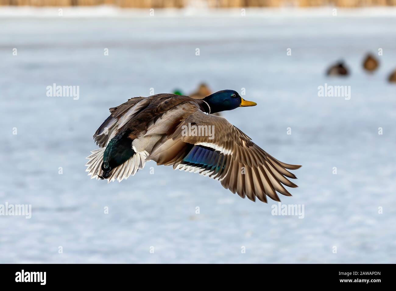 Duck. Mallard duck on fight. Natural scene from state park in Wisconsin ...