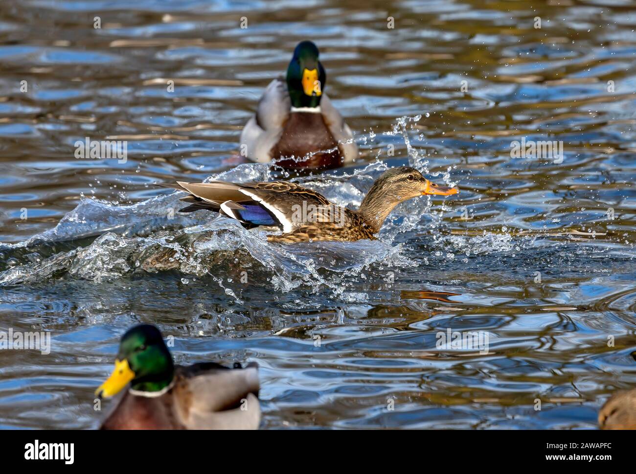 Duck. Mallard Duck,male in conservation area in Wisconsin Stock Photo ...