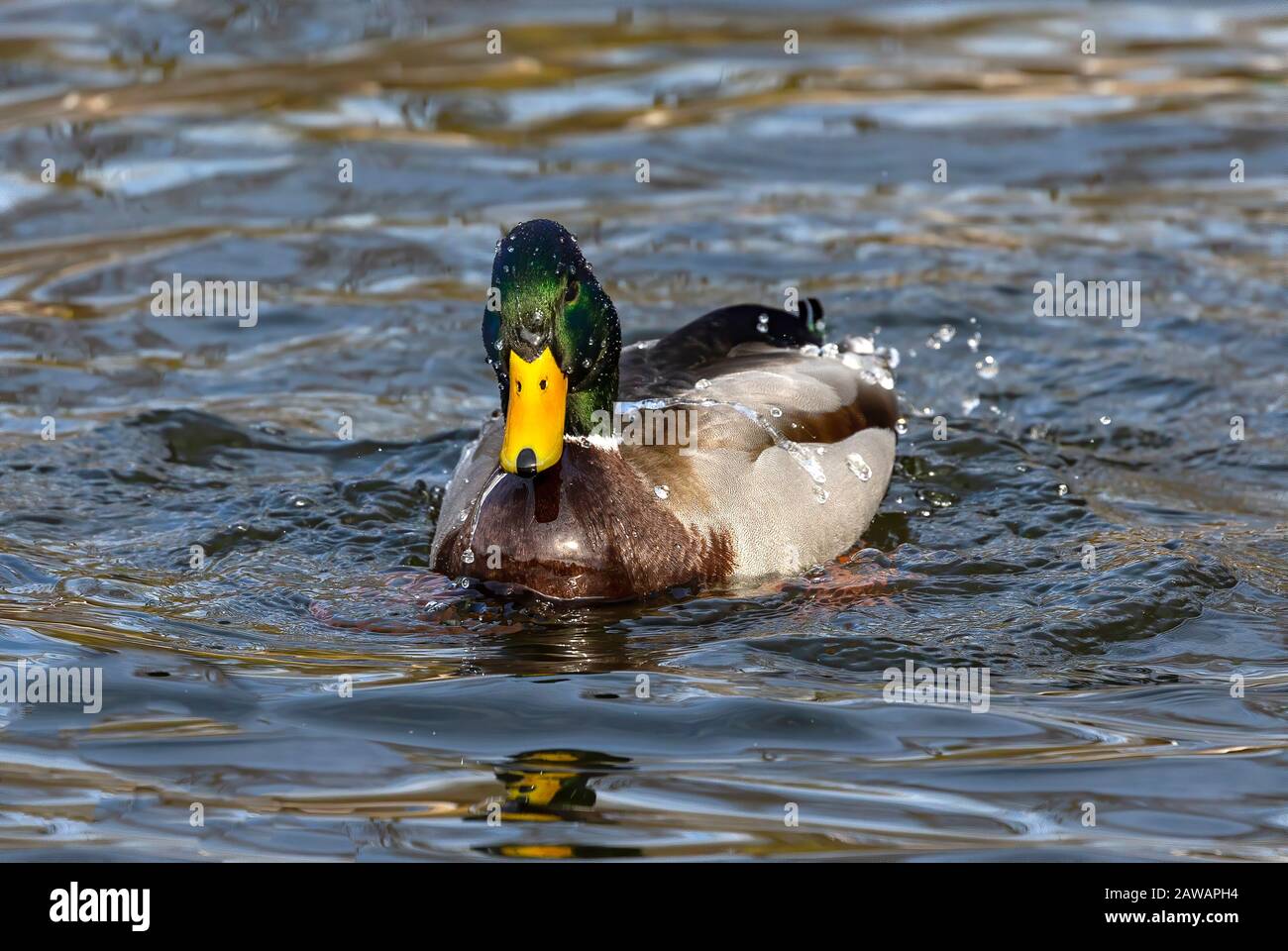 Duck. Mallard Duck,male in conservation area in Wisconsin Stock Photo ...