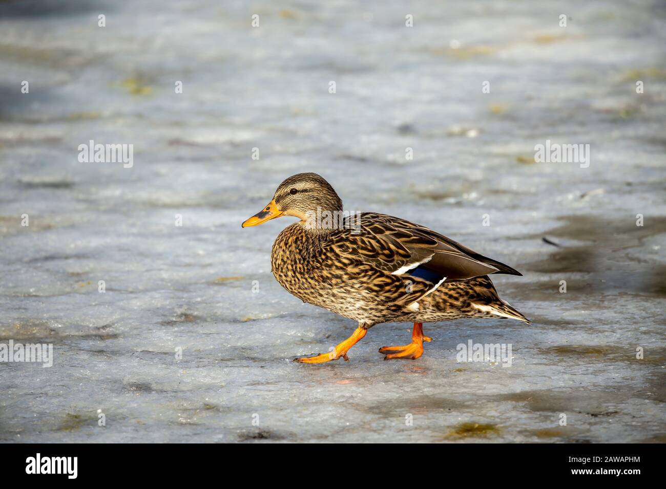 Duck. Mallard Duck,male in conservation area in Wisconsin Stock Photo ...