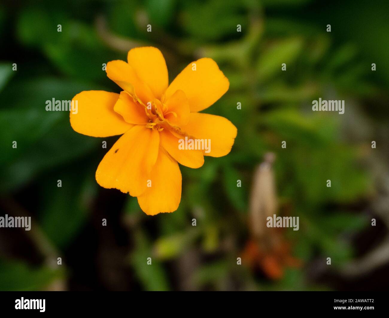 Golden Marigold flower Stock Photo - Alamy