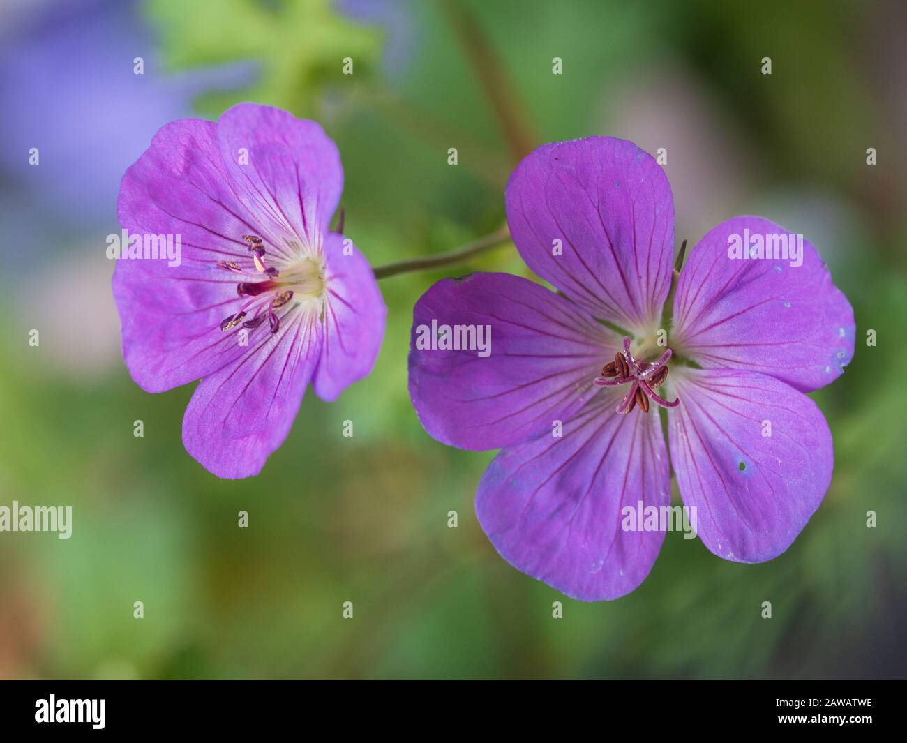 Pretty garden flowers. Two dainty Purple mauve Geranium flowers up ...