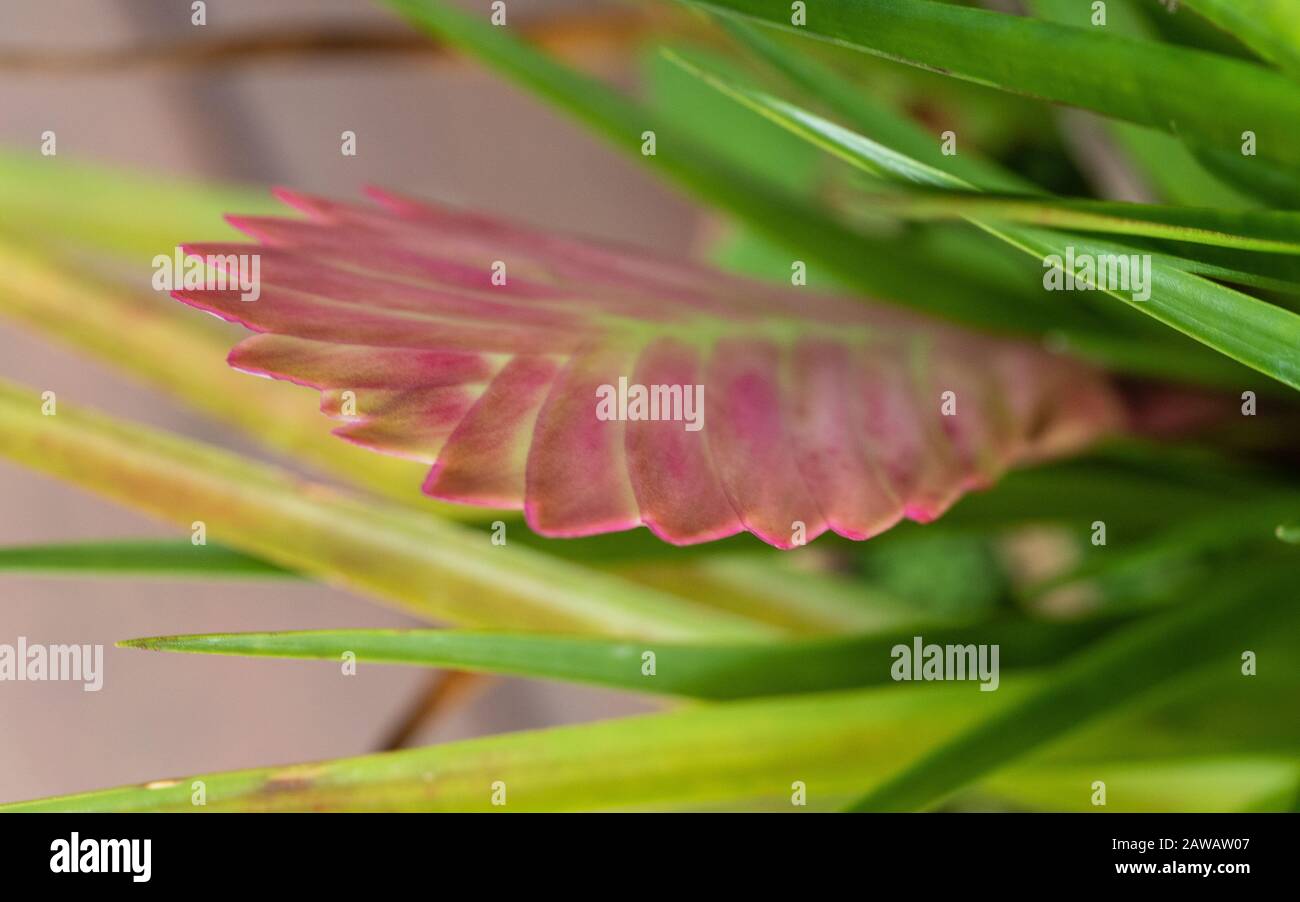 Pink quill plant bract, paddle shaped spikes starting to turn green and ...