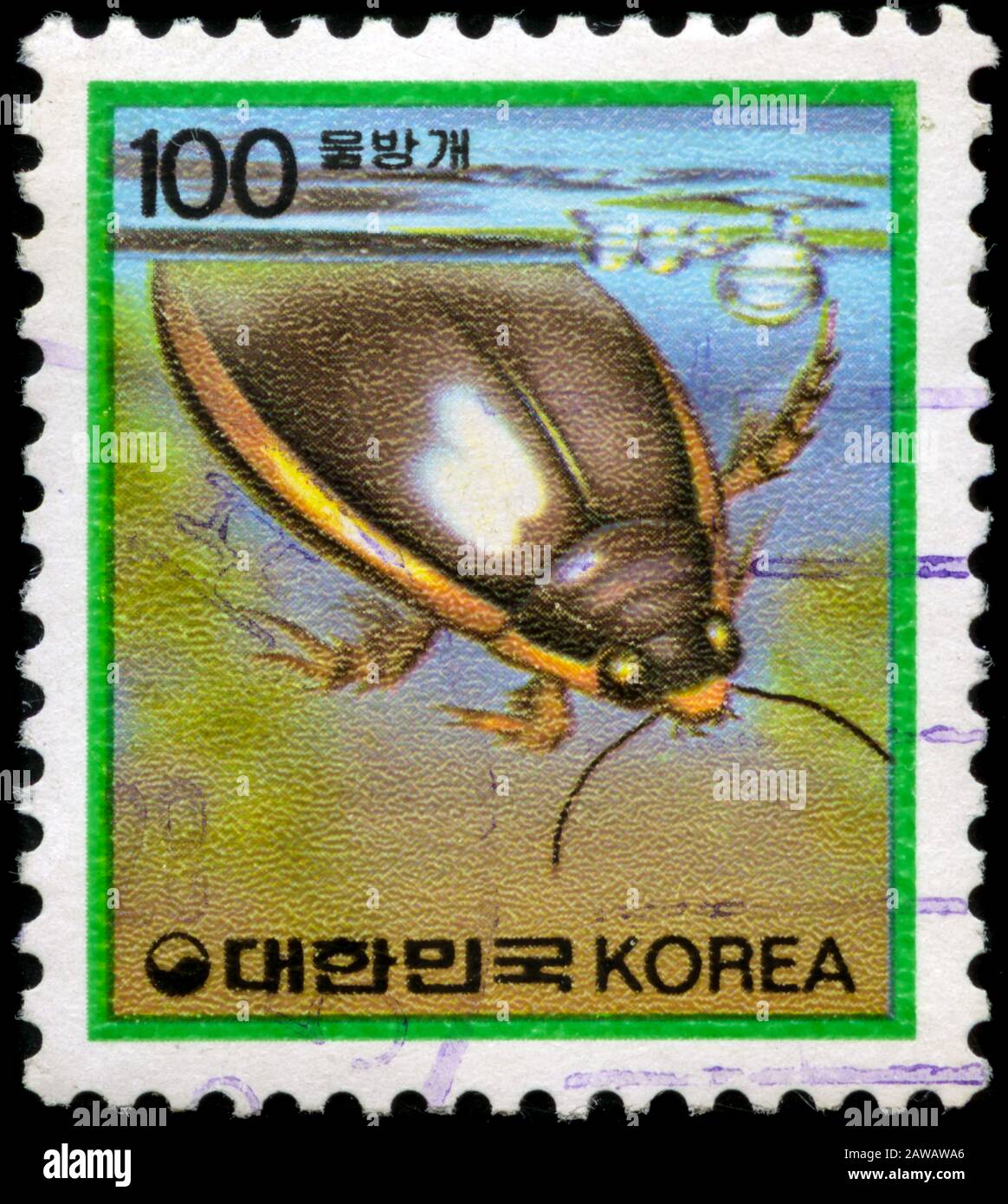 Great diving beetles hi-res stock photography and images - Alamy