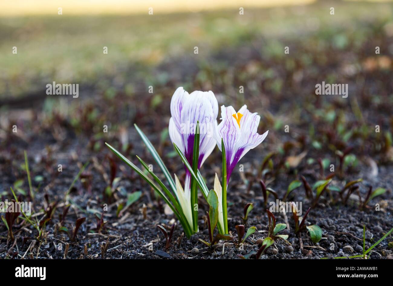Spring nature background with flowering violet crocus in early spring ...