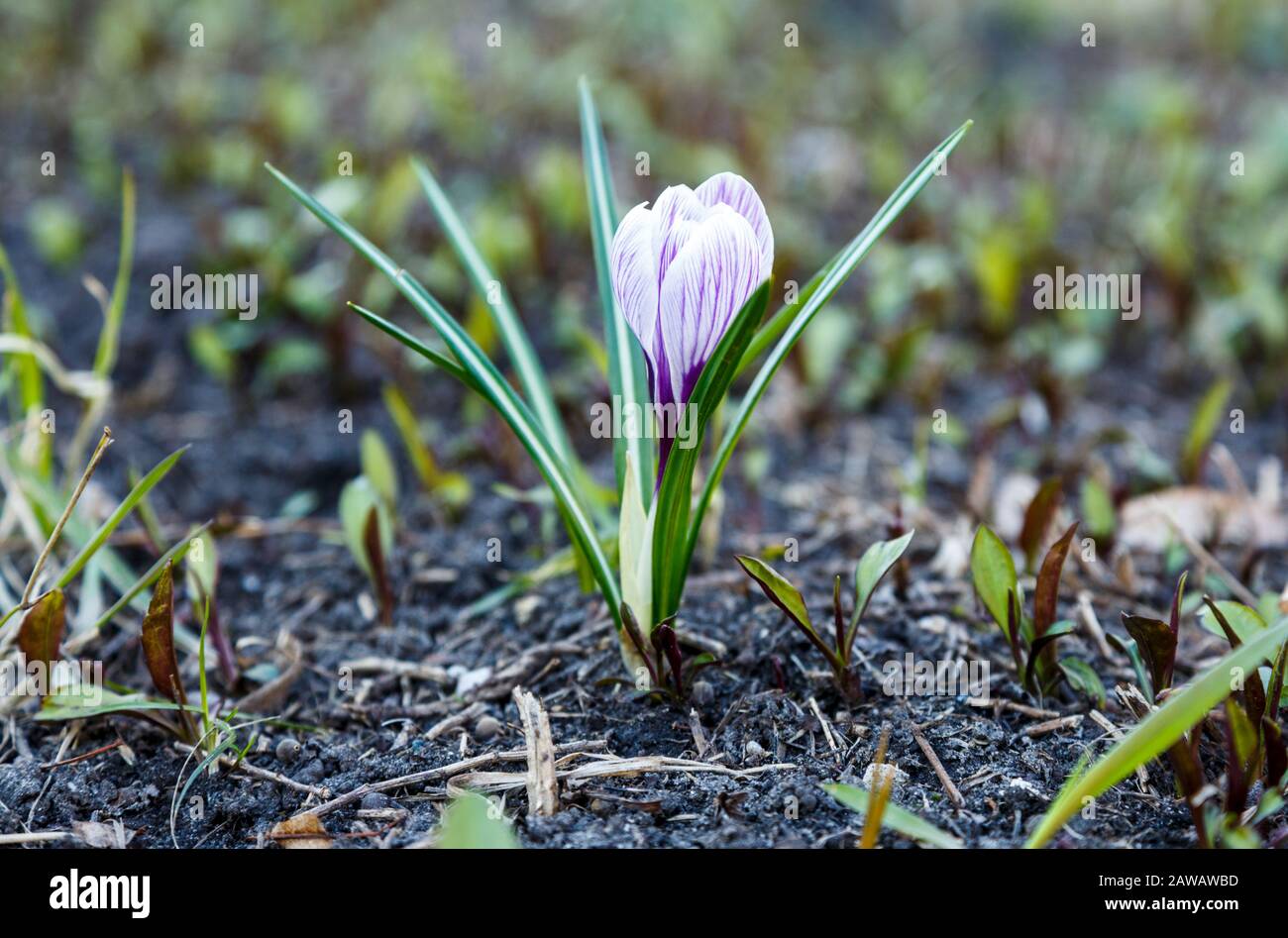 Spring nature background with flowering violet crocus in early spring ...