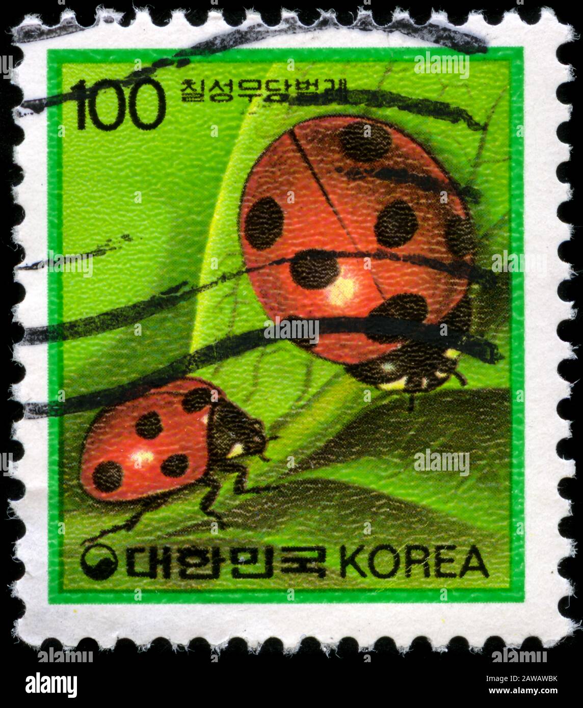 13 spot ladybird hi-res stock photography and images - Alamy