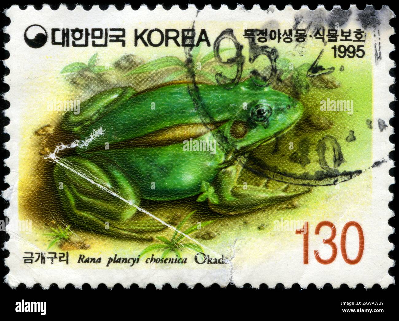 Gold-spotted Pond Frog (Rana plancyi chosenica Stock Photo - Alamy