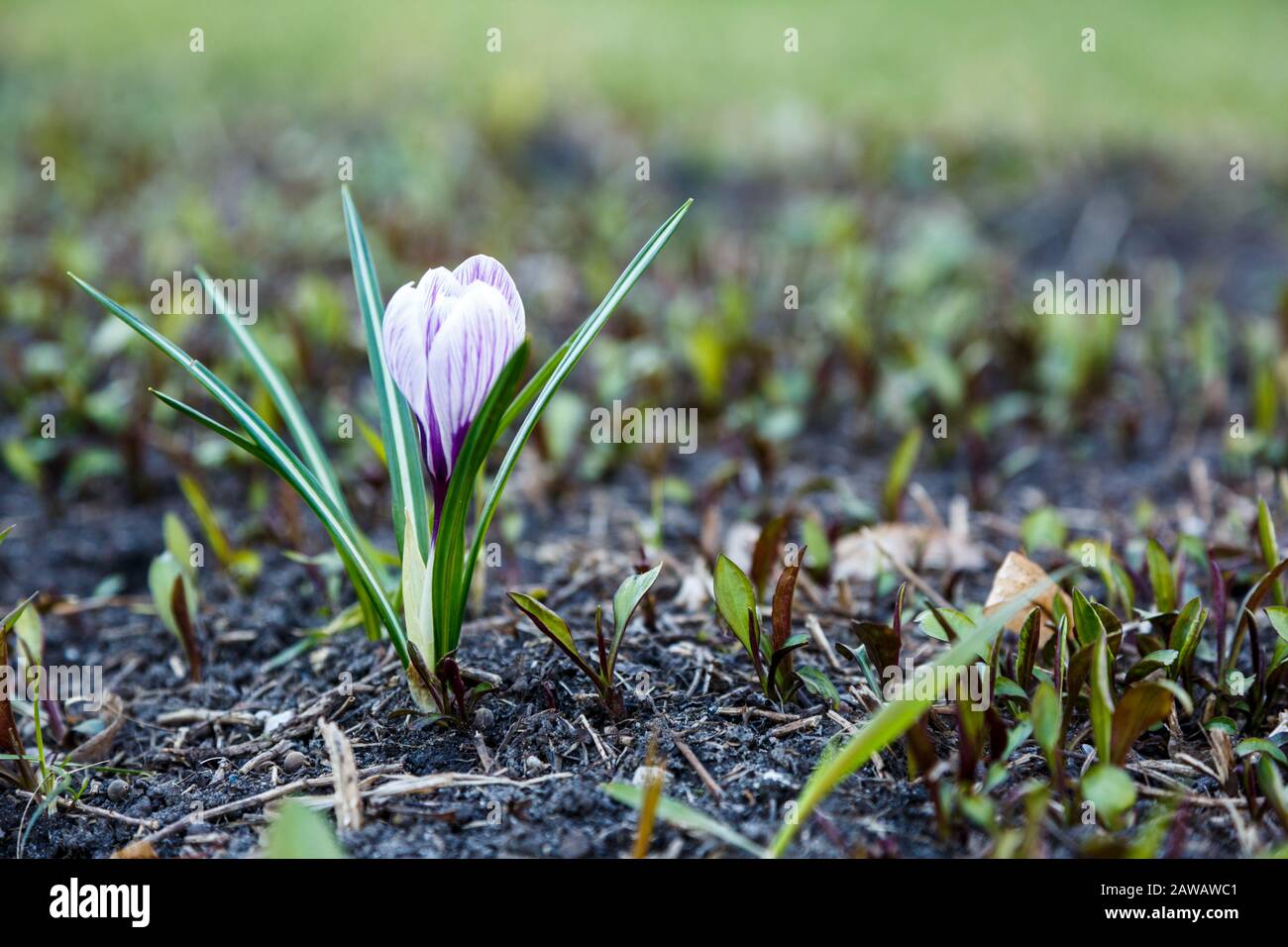 Spring nature background with flowering violet crocus in early spring ...
