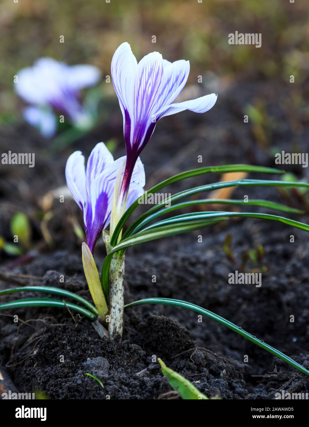Spring nature background with flowering violet crocus in early spring ...