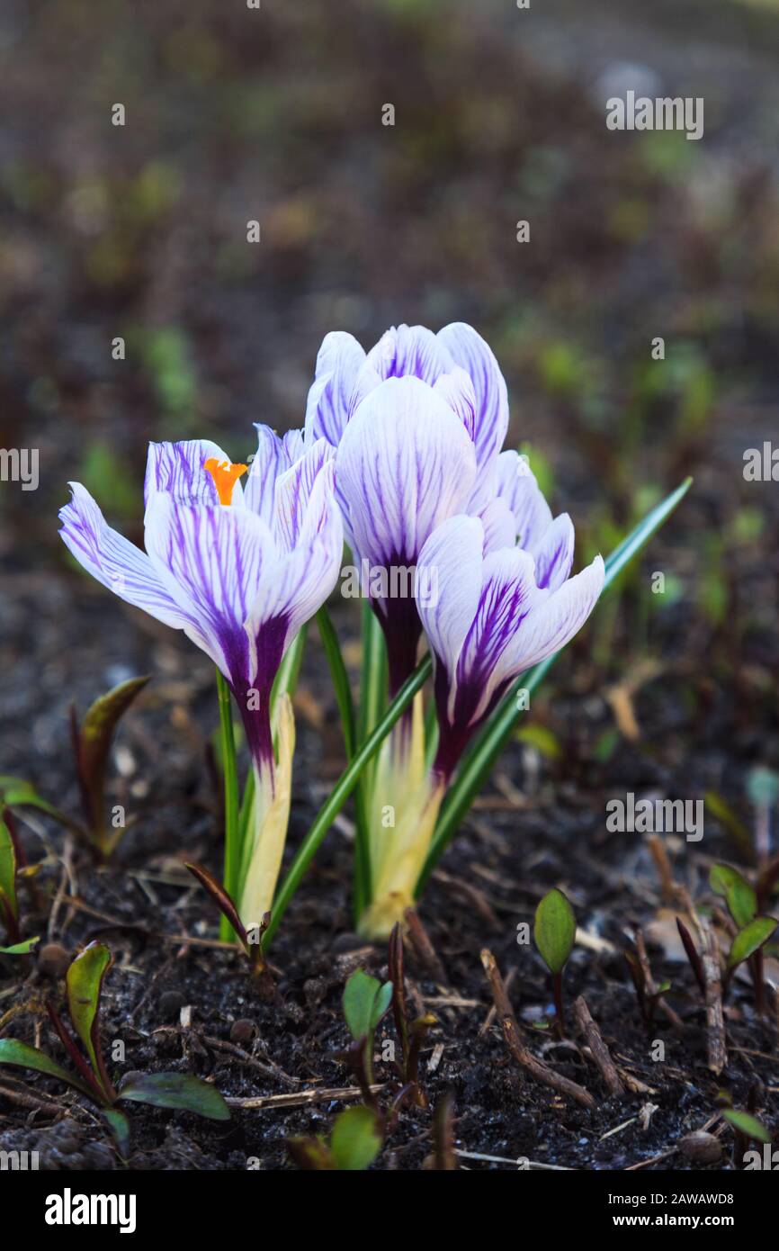Spring nature background with flowering violet crocus in early spring ...