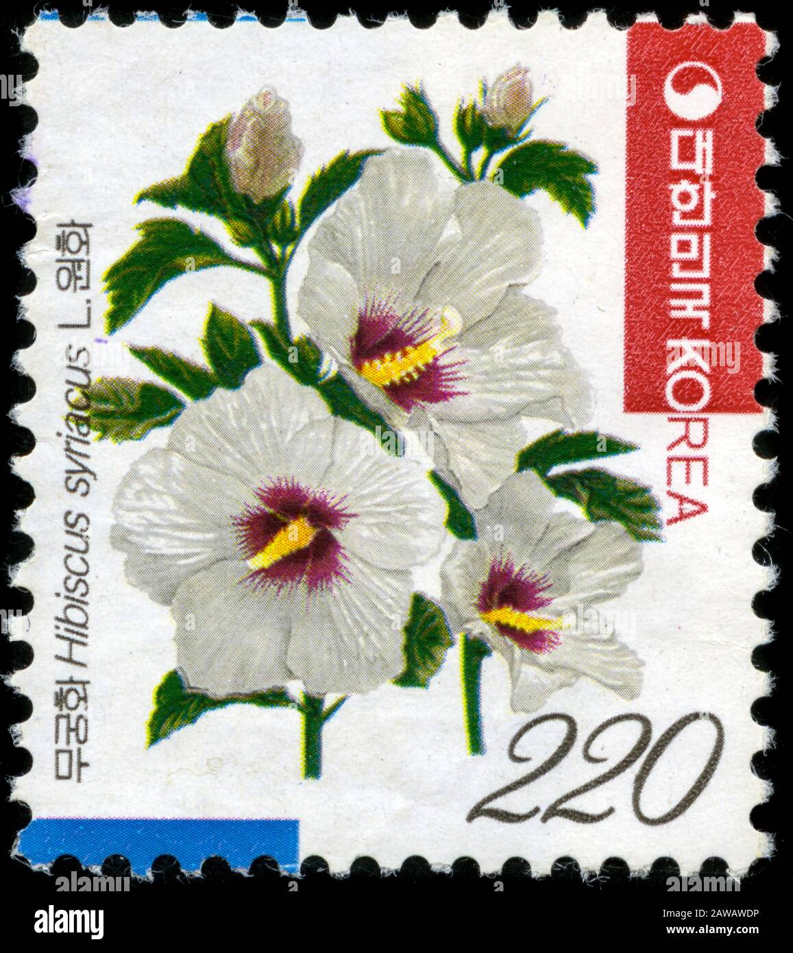 Rose of Sharon (Wonhwa, 3 blossoms Stock Photo - Alamy
