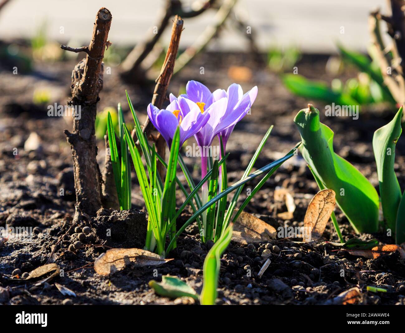 Early Spring Backgrounds