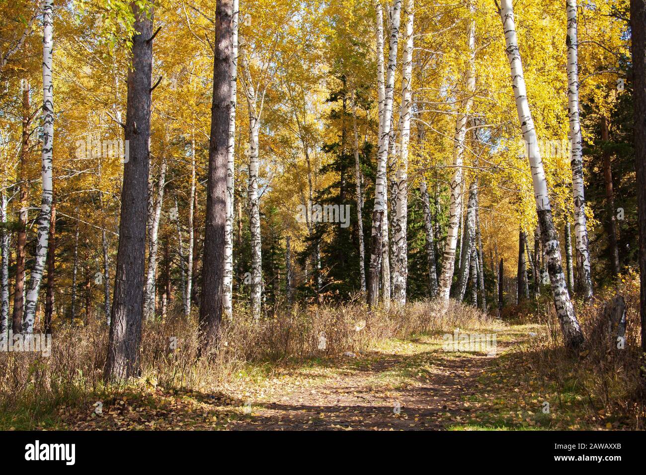 Russia siberia birch birch tree hi-res stock photography and images - Alamy