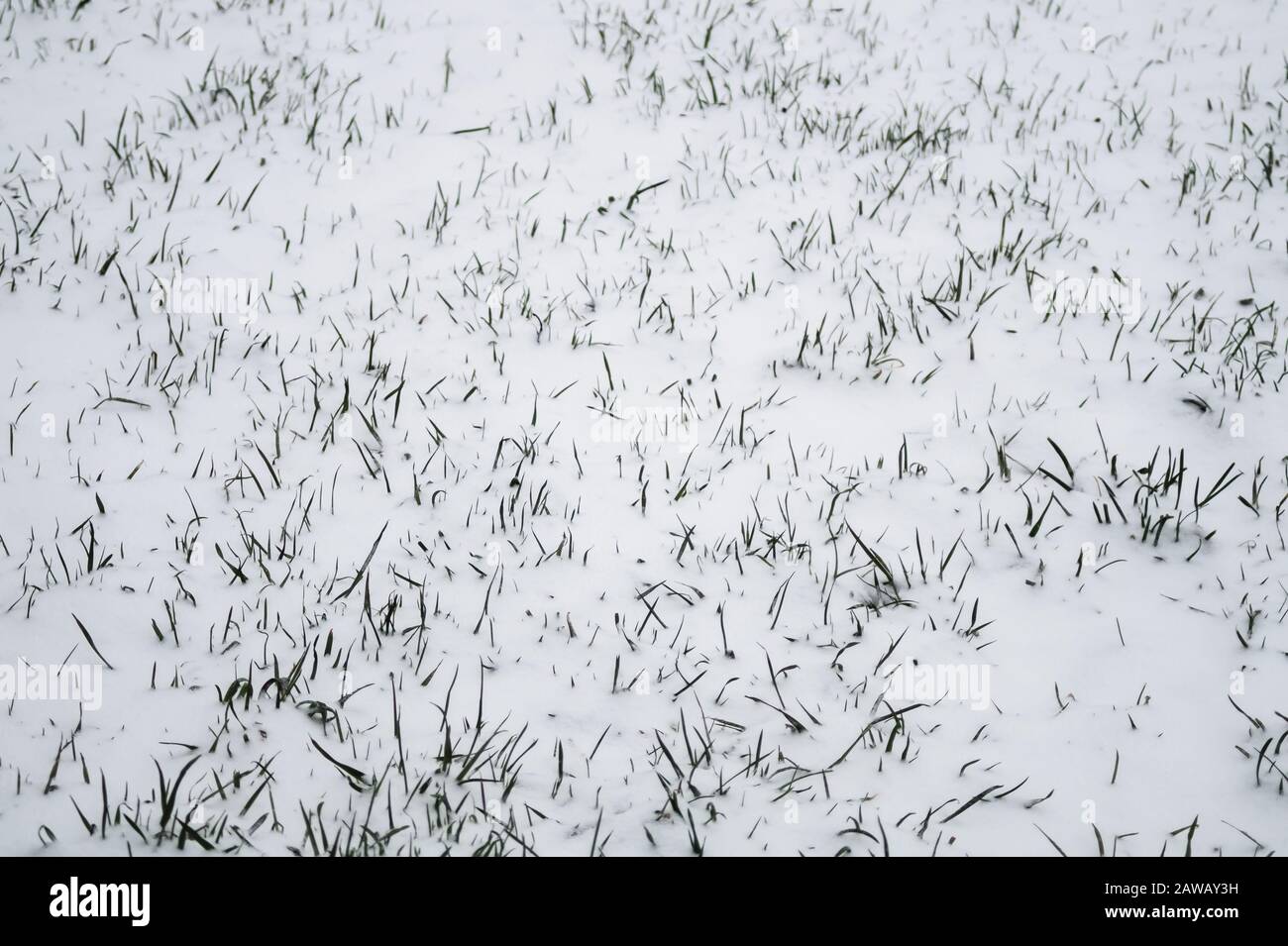 Green grass under the snow. lawn covered with snow background. snow and ...