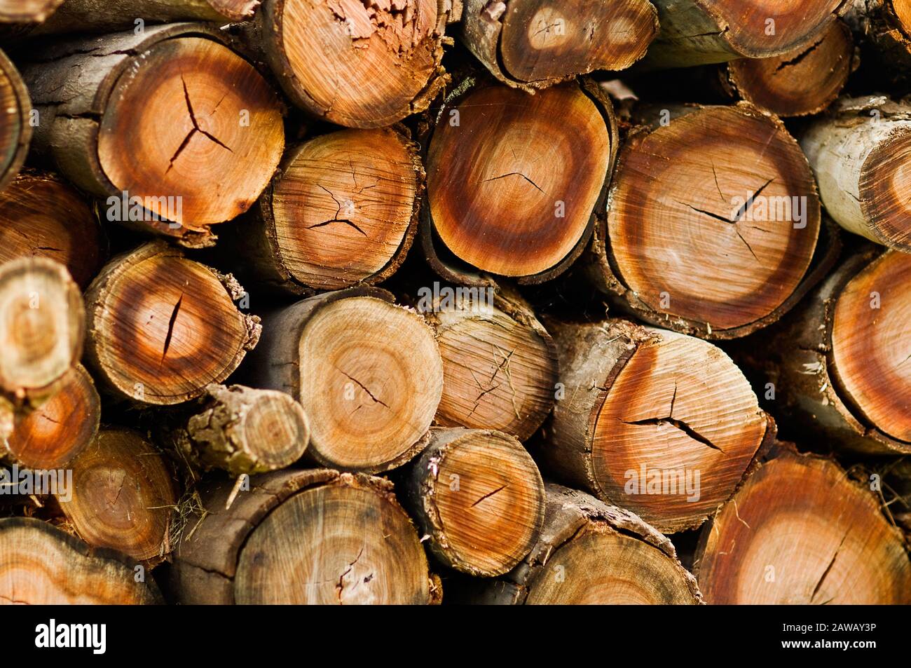 Pile of cut timber Stock Photo - Alamy